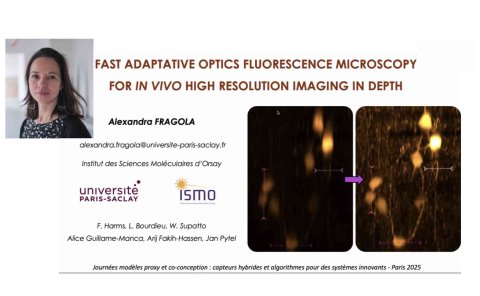 Fast adaptive optics fluorescence microscopy for in vivo high resolution imaging in depth | Canal U